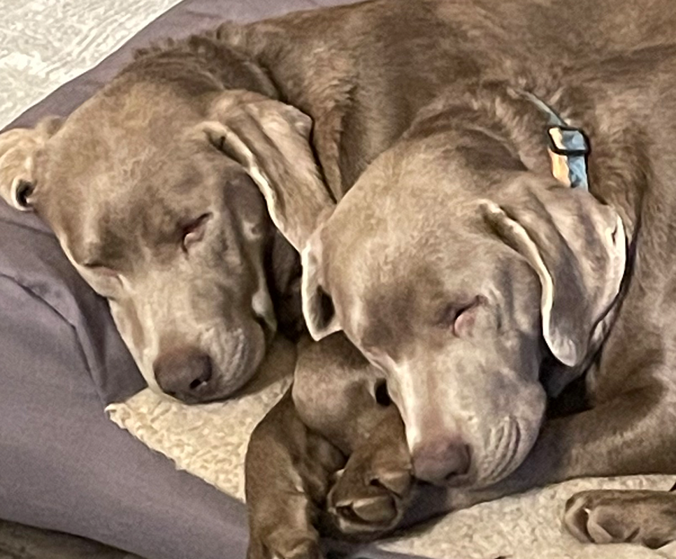 Sadie & Daisy
